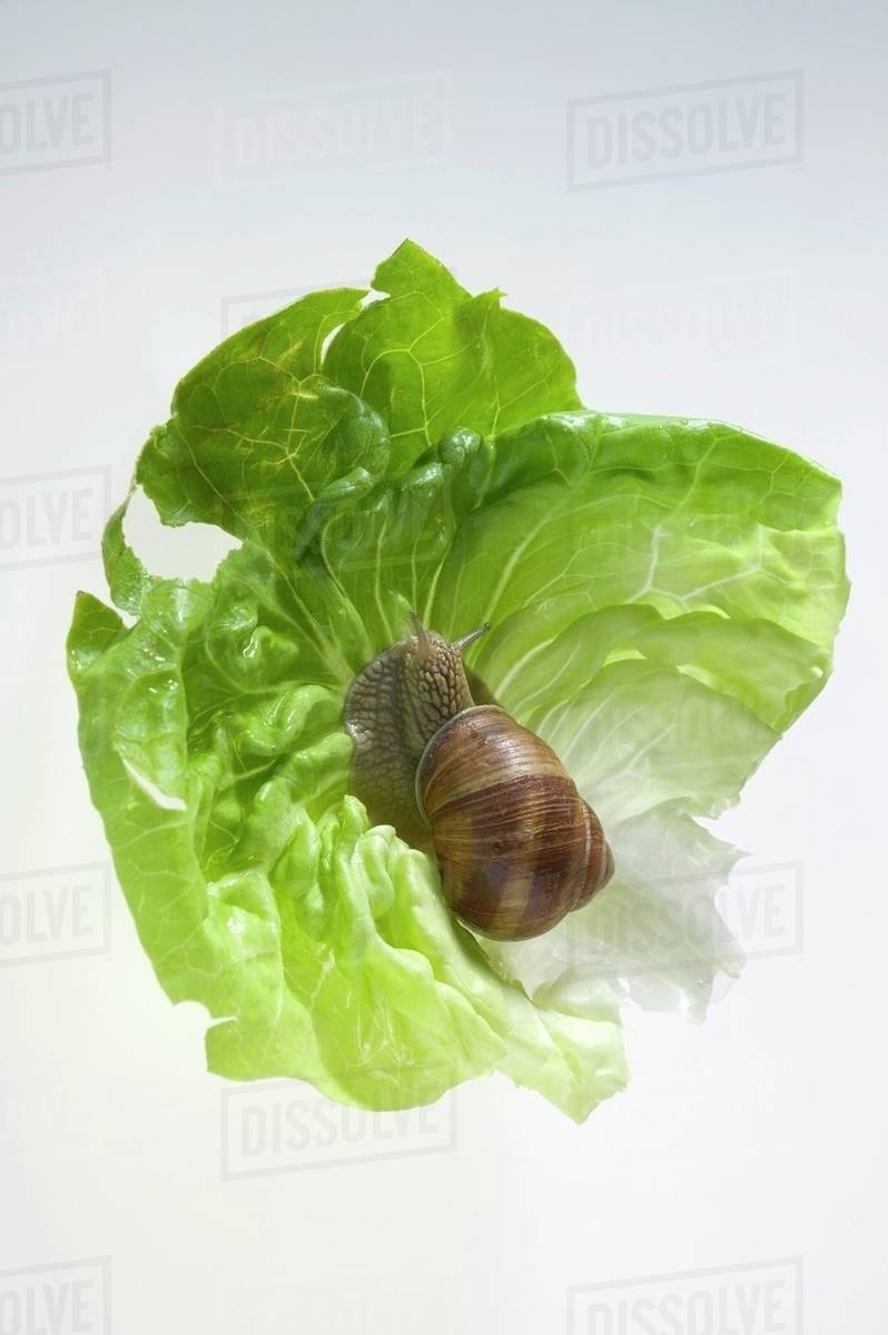 Live snail on lettuce leaf - Stock Photo - Dissolve