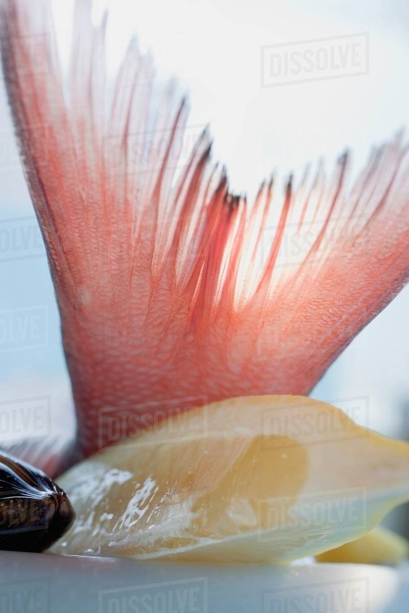 Tail of red snapper with lemon wedge - Royalty-free Stock Photo | Dissolve