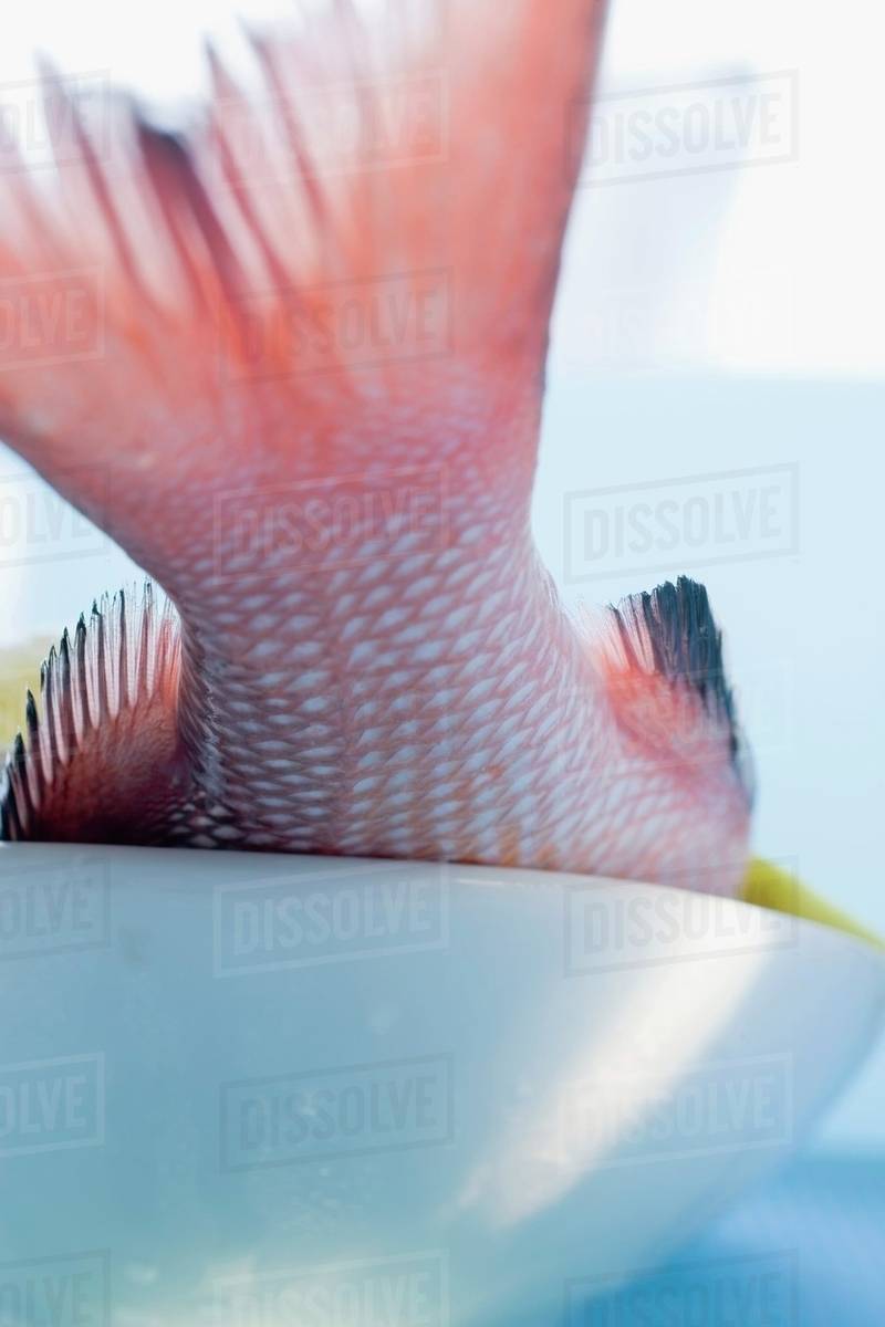 Tail of red snapper in white bowl - Royalty-free Stock Photo | Dissolve