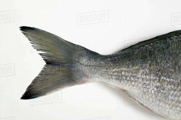Gilthead bream (tail) - Royalty-free Stock Photo | Dissolve