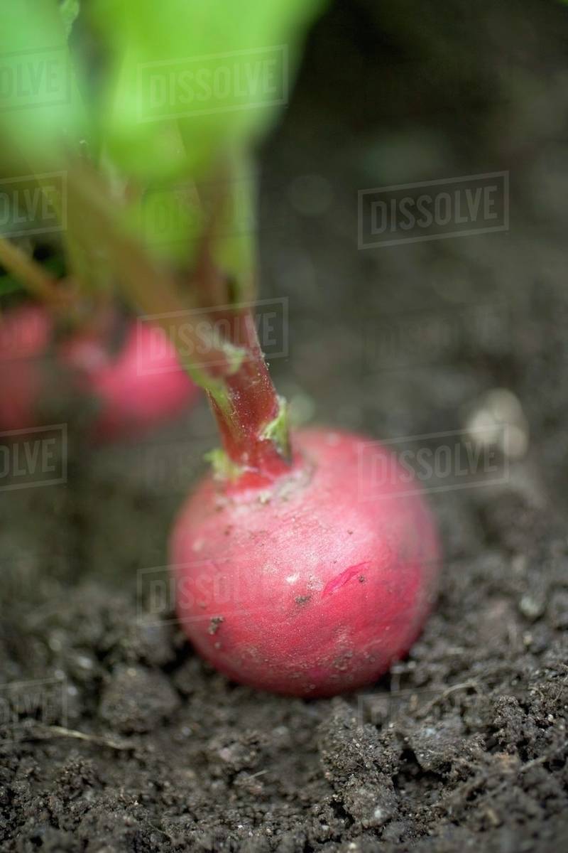 Radish growing in soil (close-up) - Royalty-free Stock Photo | Dissolve