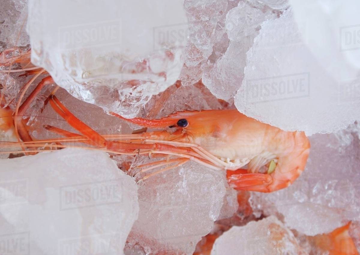 Shrimp lying among ice cubes - Stock Photo - Dissolve