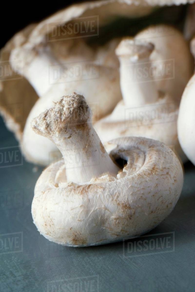 Fresh button mushrooms - Stock Photo - Dissolve