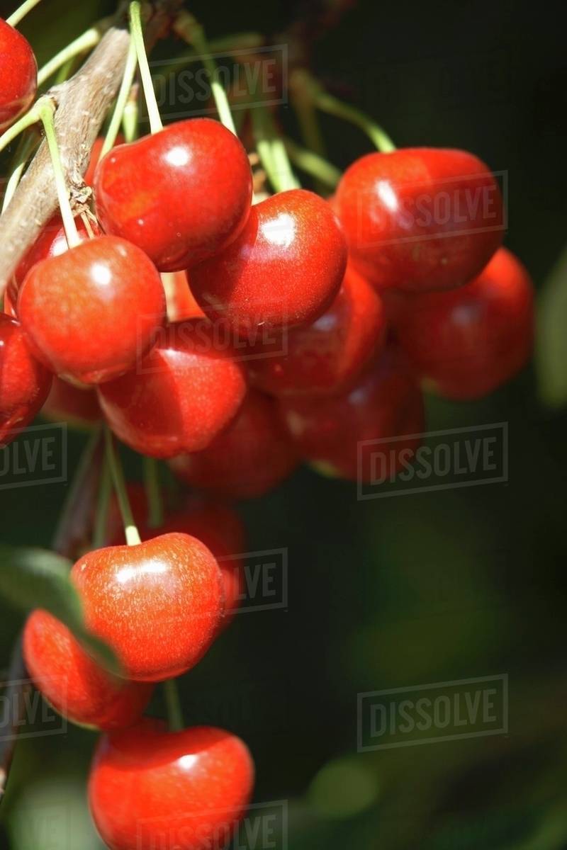 Cherries on the tree - Royalty-free Stock Photo | Dissolve