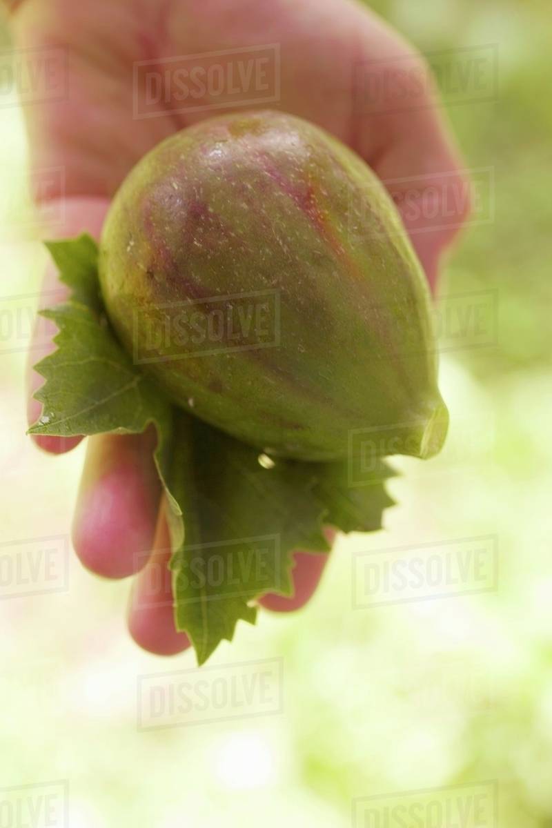 Hand holding a fig with leaf - Stock Photo - Dissolve