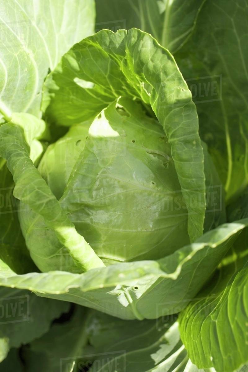A white cabbage in the field - Royalty-free Stock Photo | Dissolve