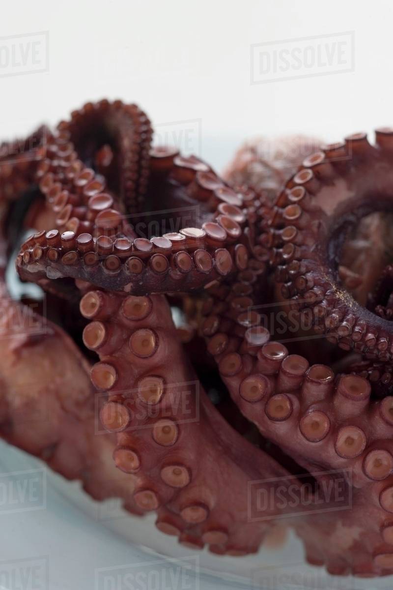Smoked octopus - Stock Photo - Dissolve