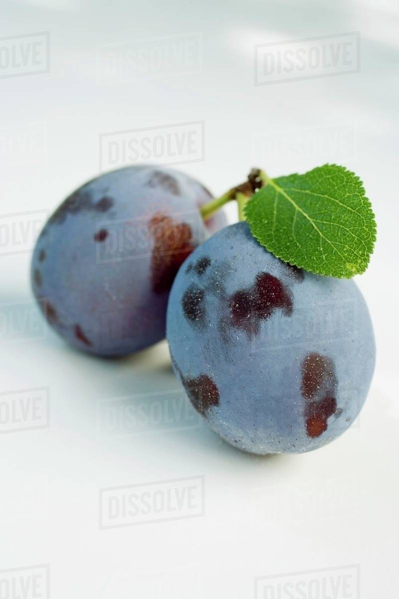 Two plums with stalk and leaf - Stock Photo - Dissolve