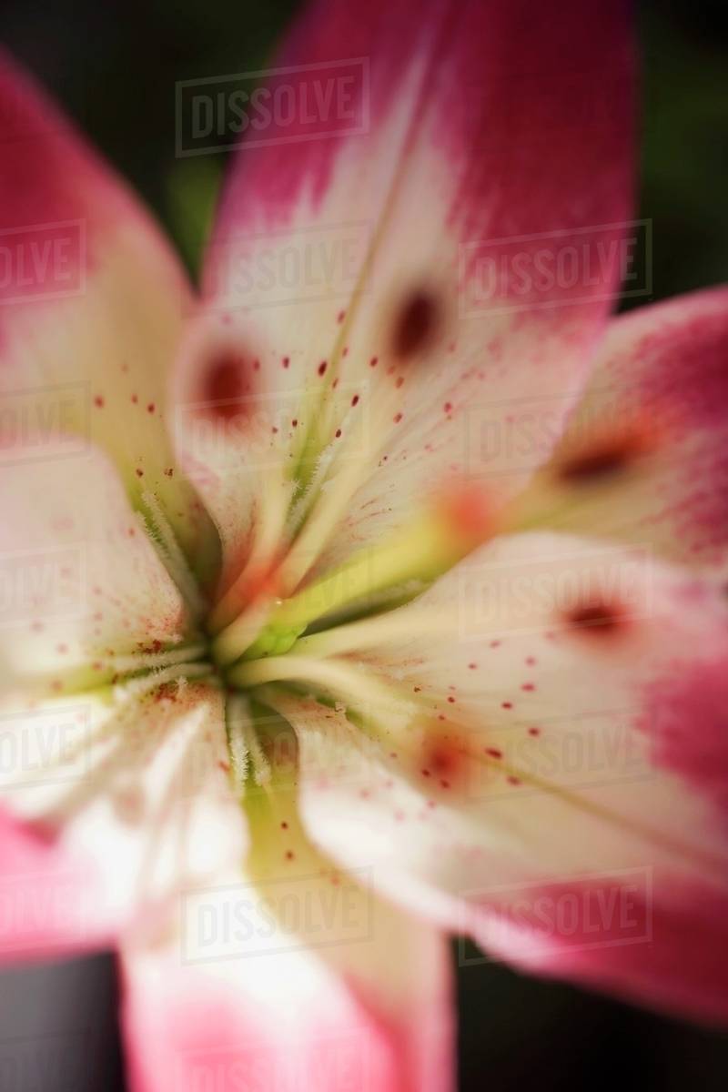 Red and white lily - Royalty-free Stock Photo | Dissolve