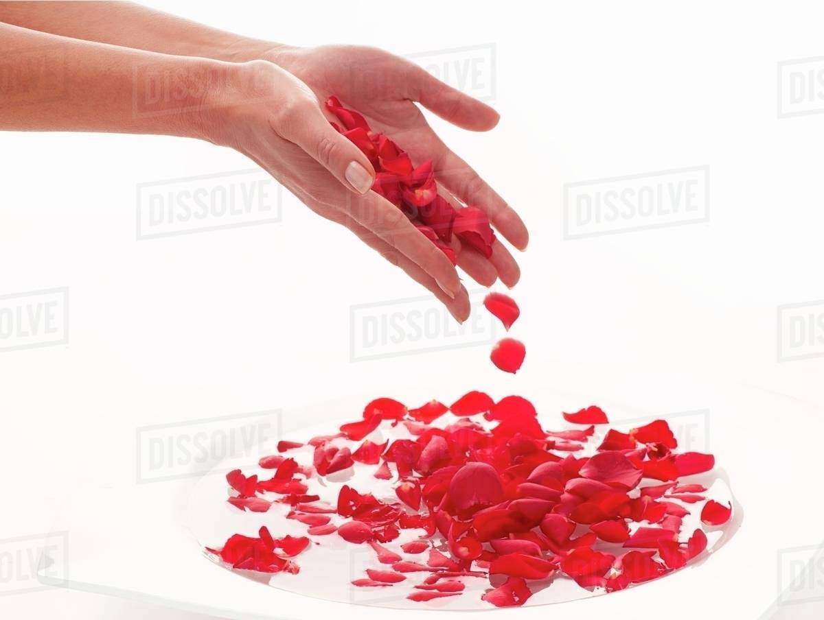 Bathing hands in a bowl of water with rose petals - Royalty-free Stock ...