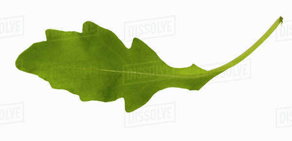 A rocket leaf - Royalty-free Stock Photo | Dissolve