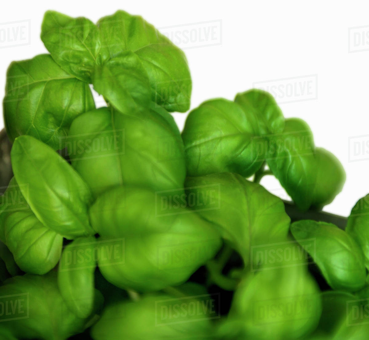 Basil (close-up) - Royalty-free Stock Photo | Dissolve
