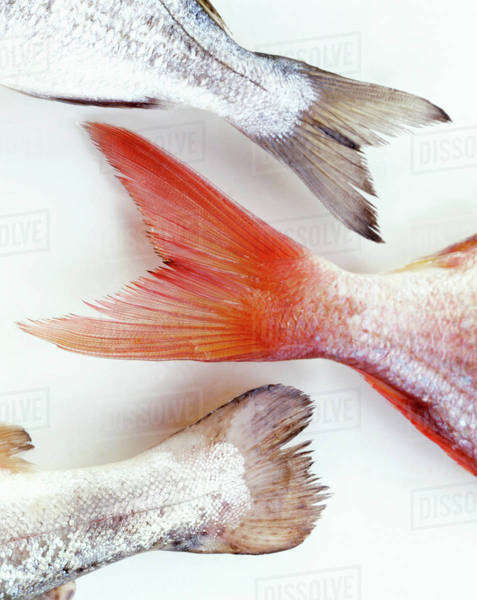 Three fish tails - Royalty-free Stock Photo | Dissolve