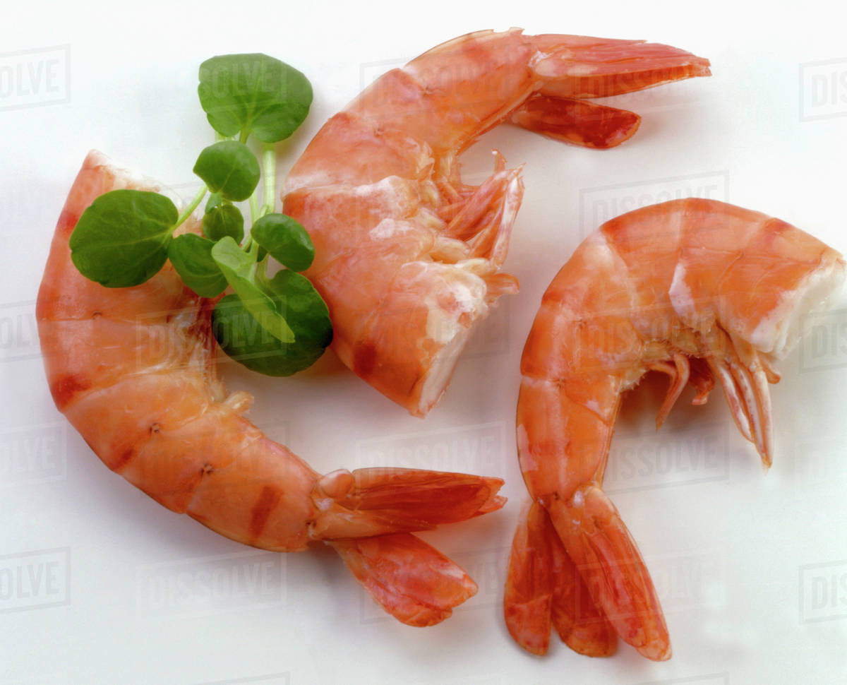 Three king prawns - Stock Photo - Dissolve