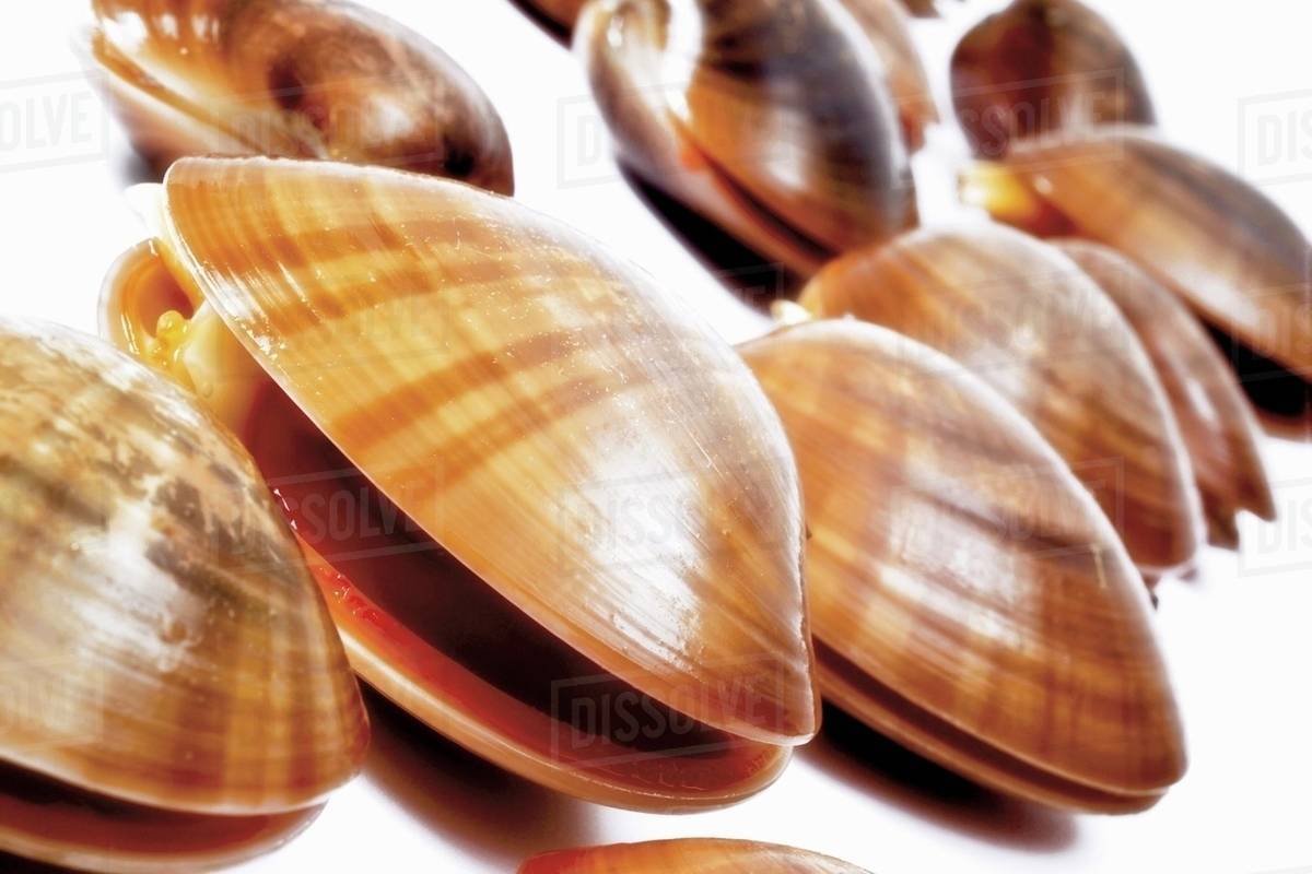 Clams (close-up) - Royalty-free Stock Photo | Dissolve