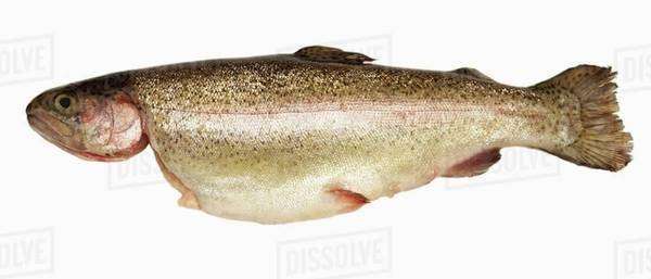 Fresh trout - Royalty-free Stock Photo | Dissolve