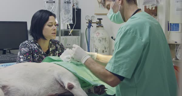 Veterinary surgery - Veterinarian operating a white dog in a pet clinic ...