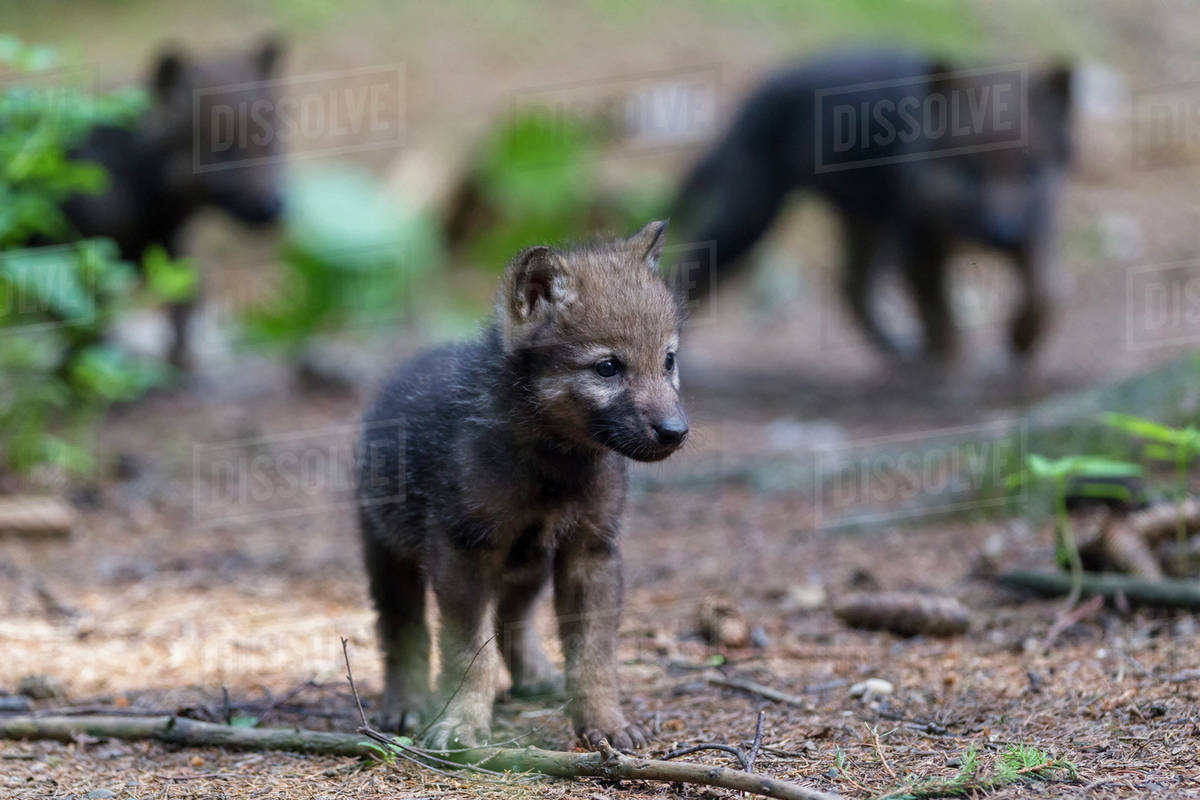 Germany, Bavaria, Gray wolf pups in forest - Stock Photo - Dissolve