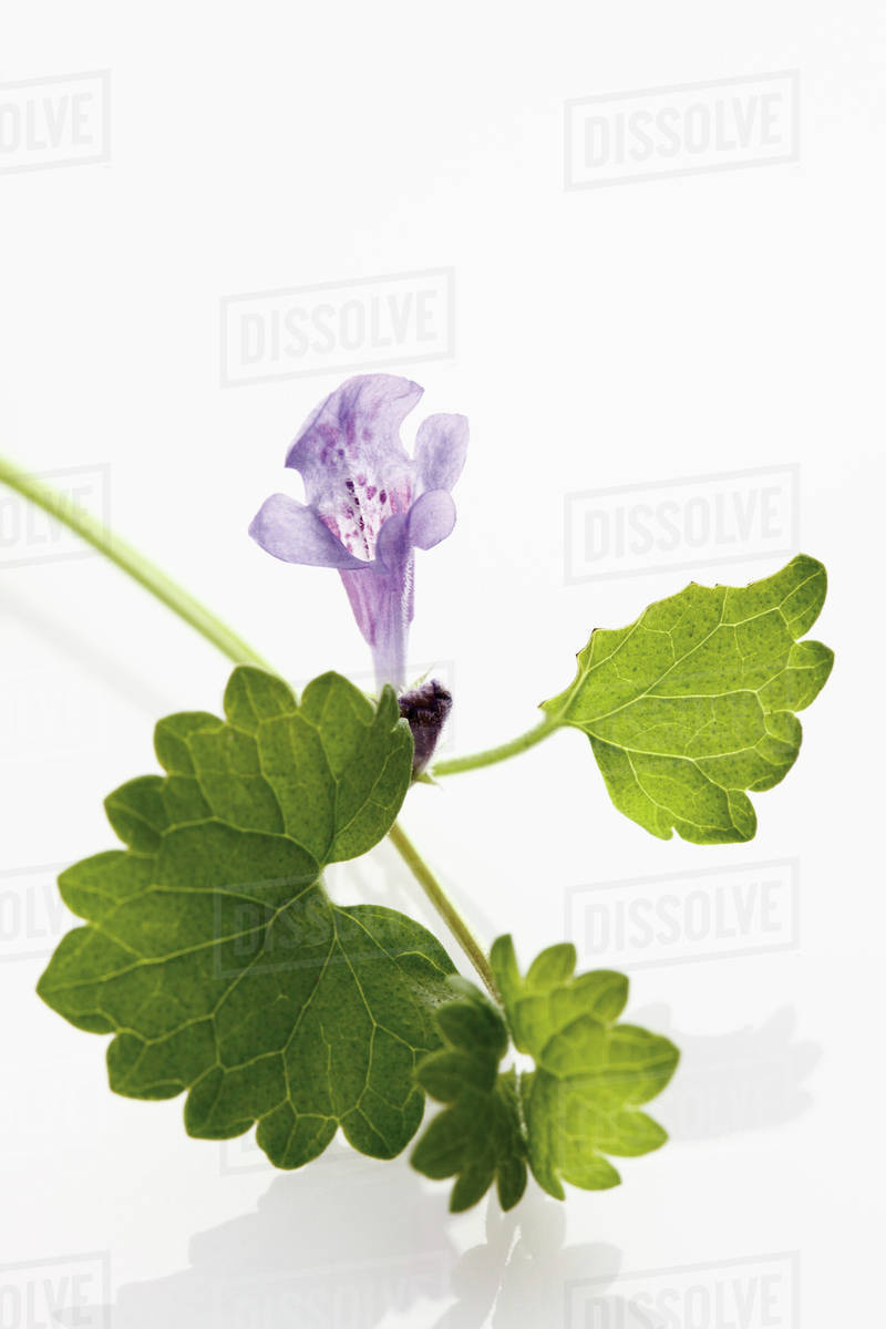 Real Gamander on white background, close-up - Stock Photo - Dissolve