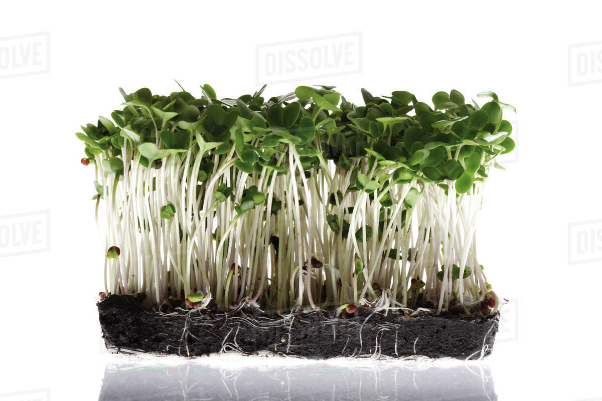 Broccoli sprouts - Stock Photo - Dissolve