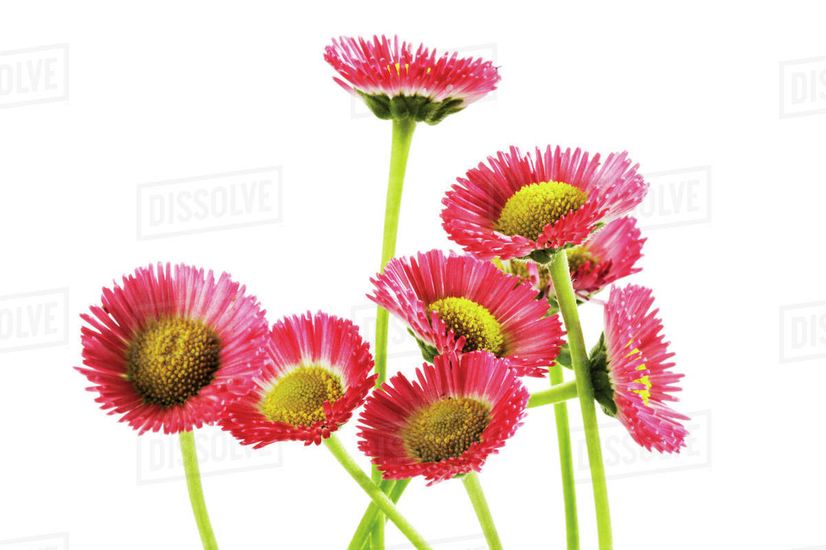 Red dasies, close-up - Stock Photo - Dissolve