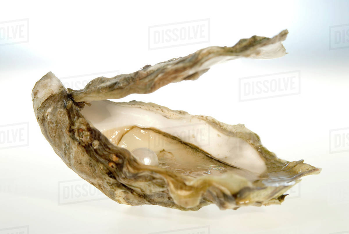 Pearl in oyster, close-up - Stock Photo - Dissolve