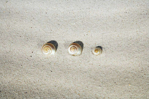 Sea-snail shells in sand - Stock Photo - Dissolve