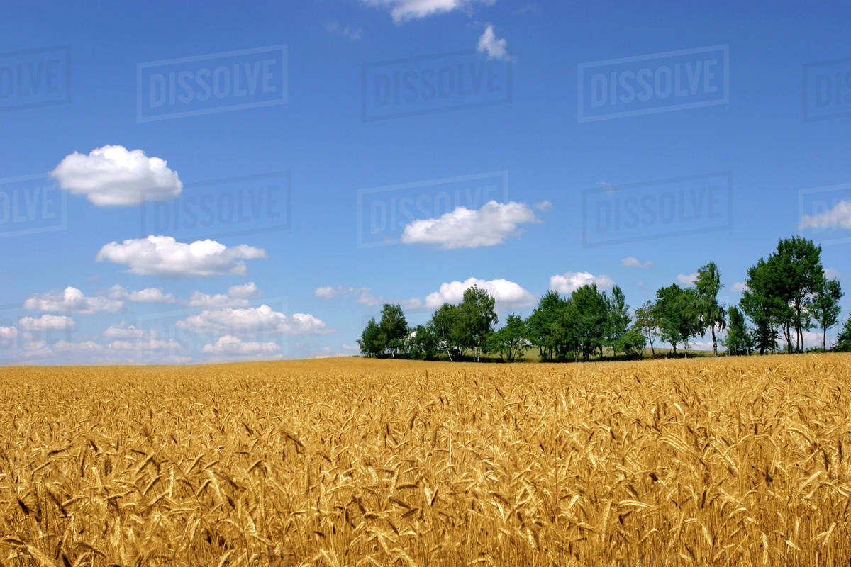 Germany, Stuetzengruen, corn field - Stock Photo - Dissolve