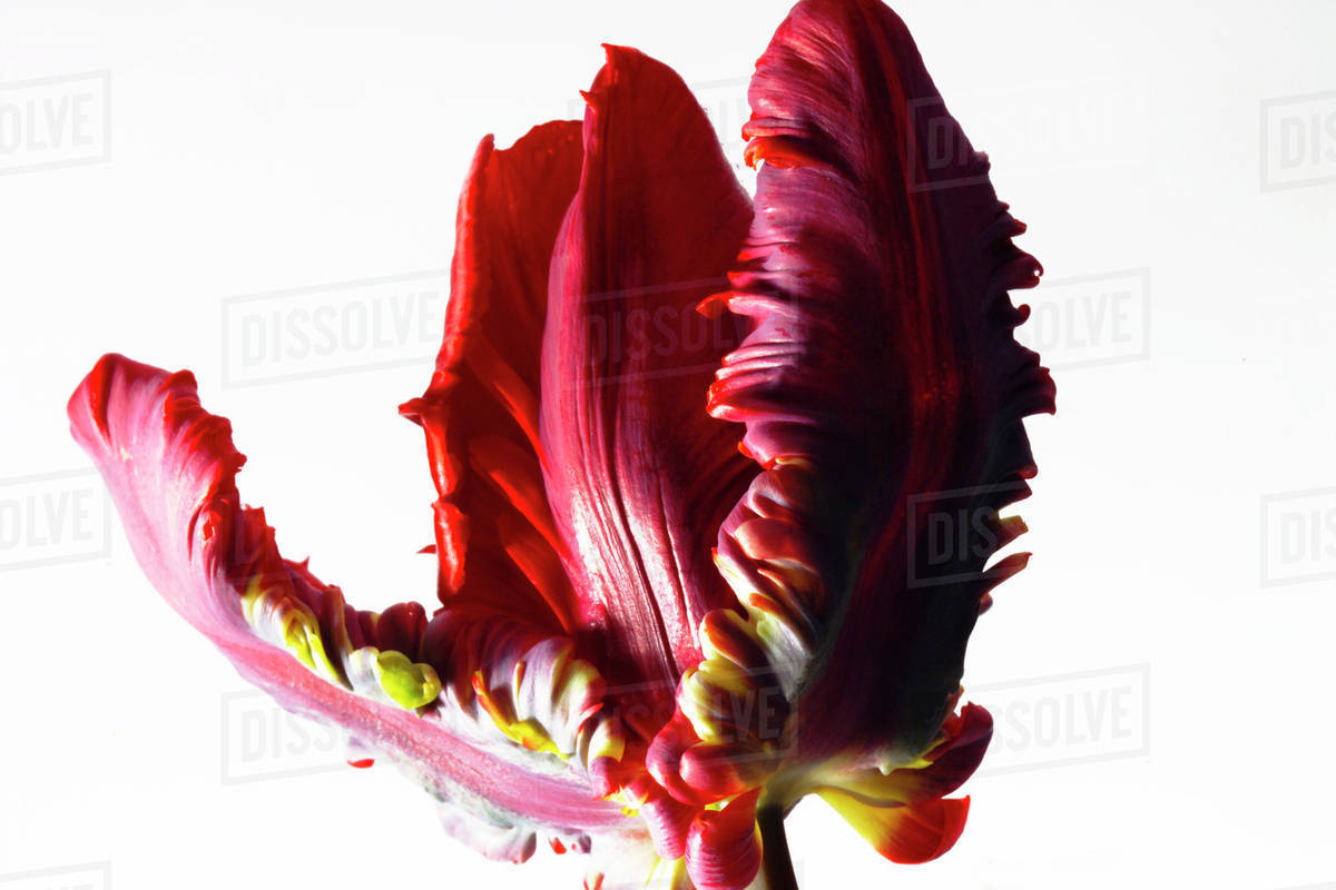 Parrot Tulip (Tulipa Rococo), close-up - Stock Photo - Dissolve