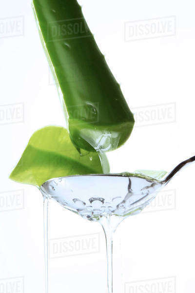 Aloe vera with drops - Stock Photo - Dissolve