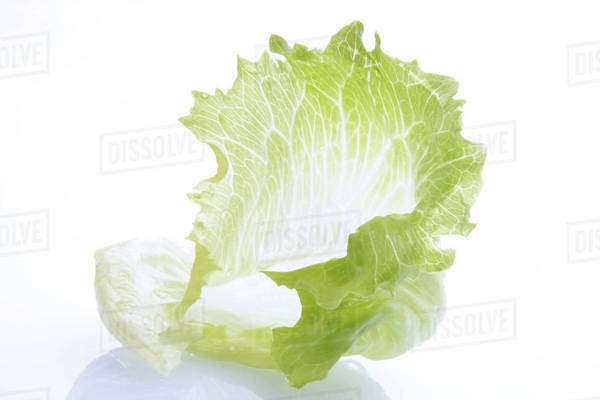 Iceberg Lettuce Leaf - Stock Photo - Dissolve