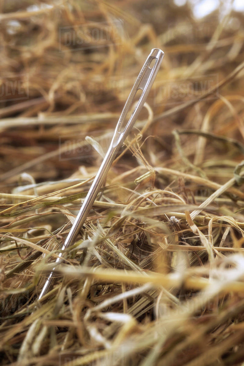 Looking for a needle in a haystack - Stock Photo - Dissolve