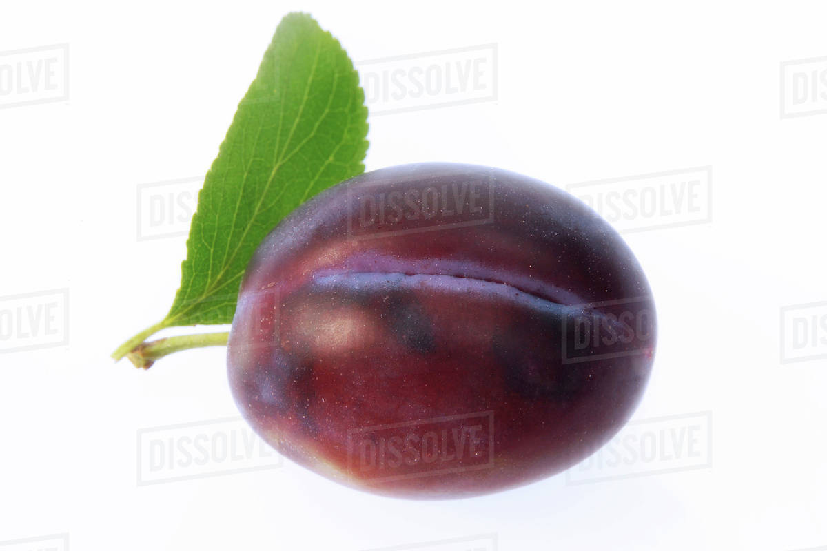Plum, cut-out, white background - Stock Photo - Dissolve