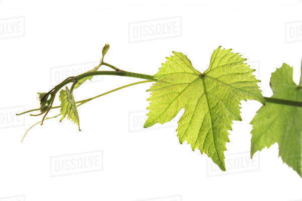Wine leaves, close-up - Stock Photo - Dissolve