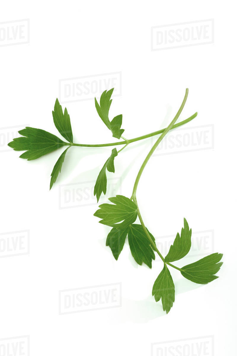 Lovage leaf, close-up - Stock Photo - Dissolve