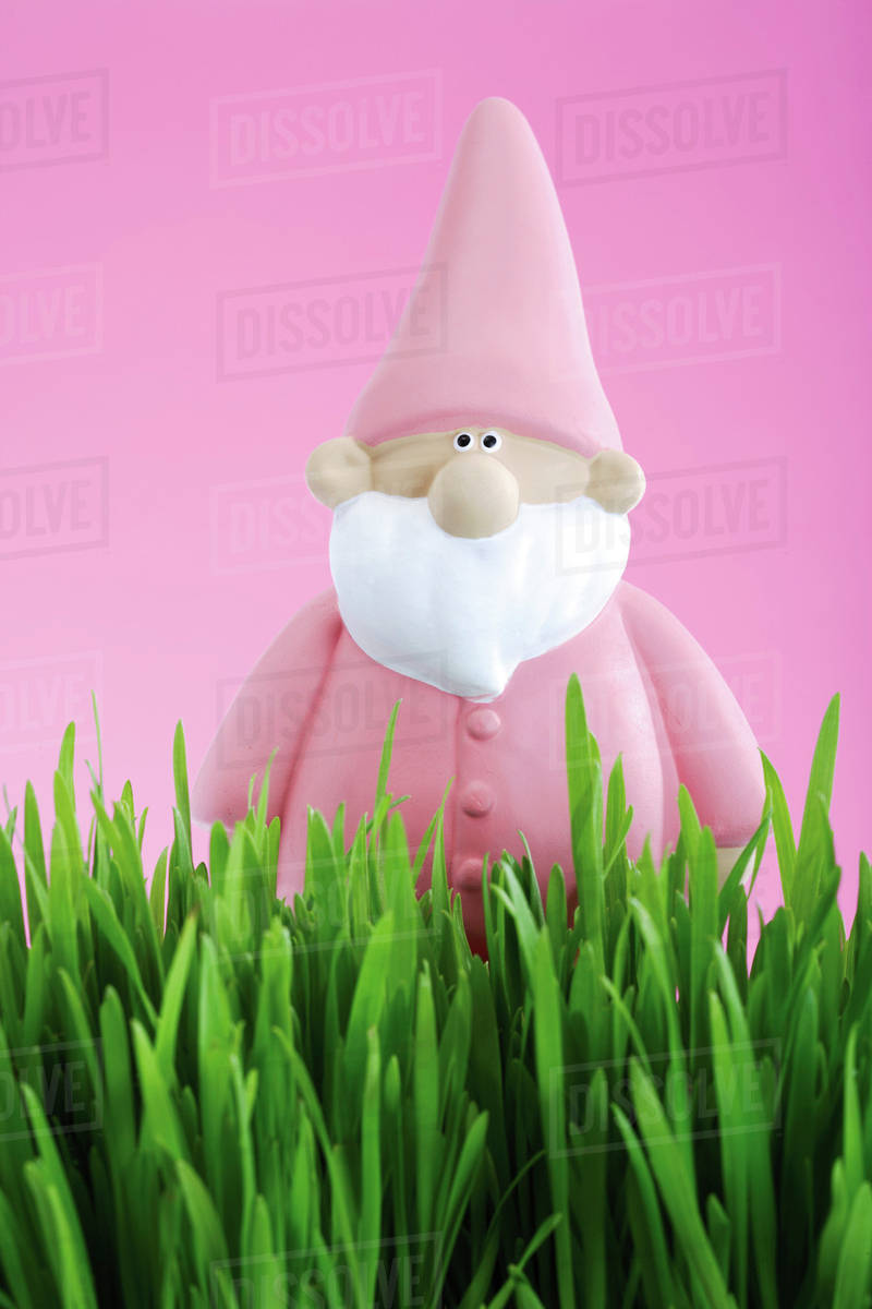 Pink garden gnome - Stock Photo - Dissolve