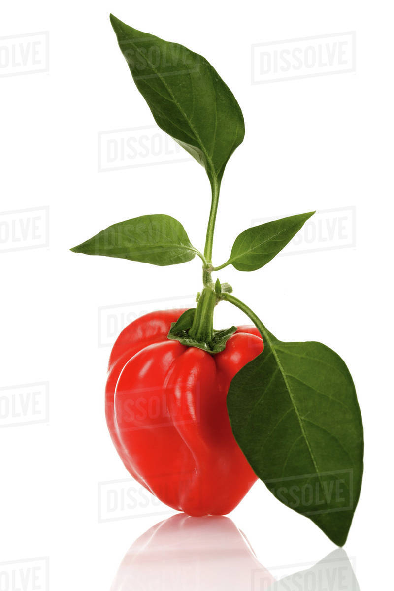 Red bell pepper (capsicum annuum) with leaves, close-up - Stock Photo ...