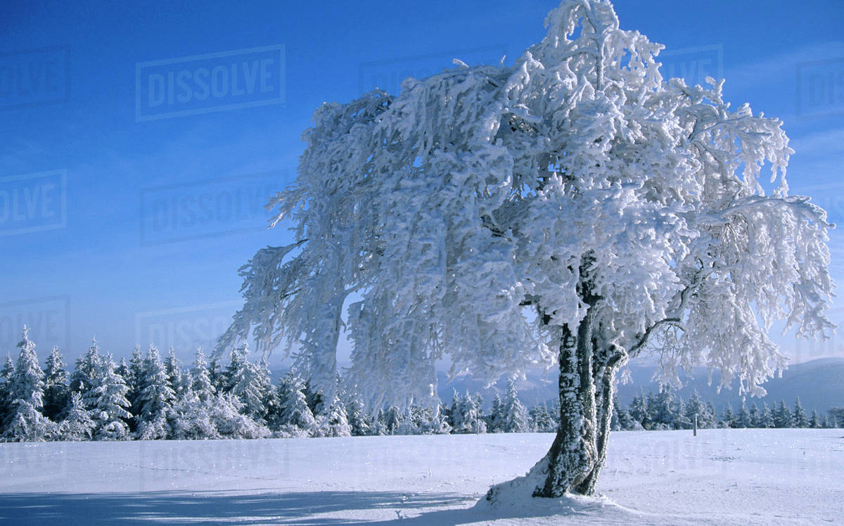 Germany, Black forest snow-covered trees - Stock Photo - Dissolve