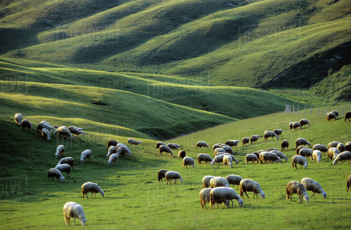 Italy, Tuscany, near Asciano, sheep in meadow - Stock Photo - Dissolve