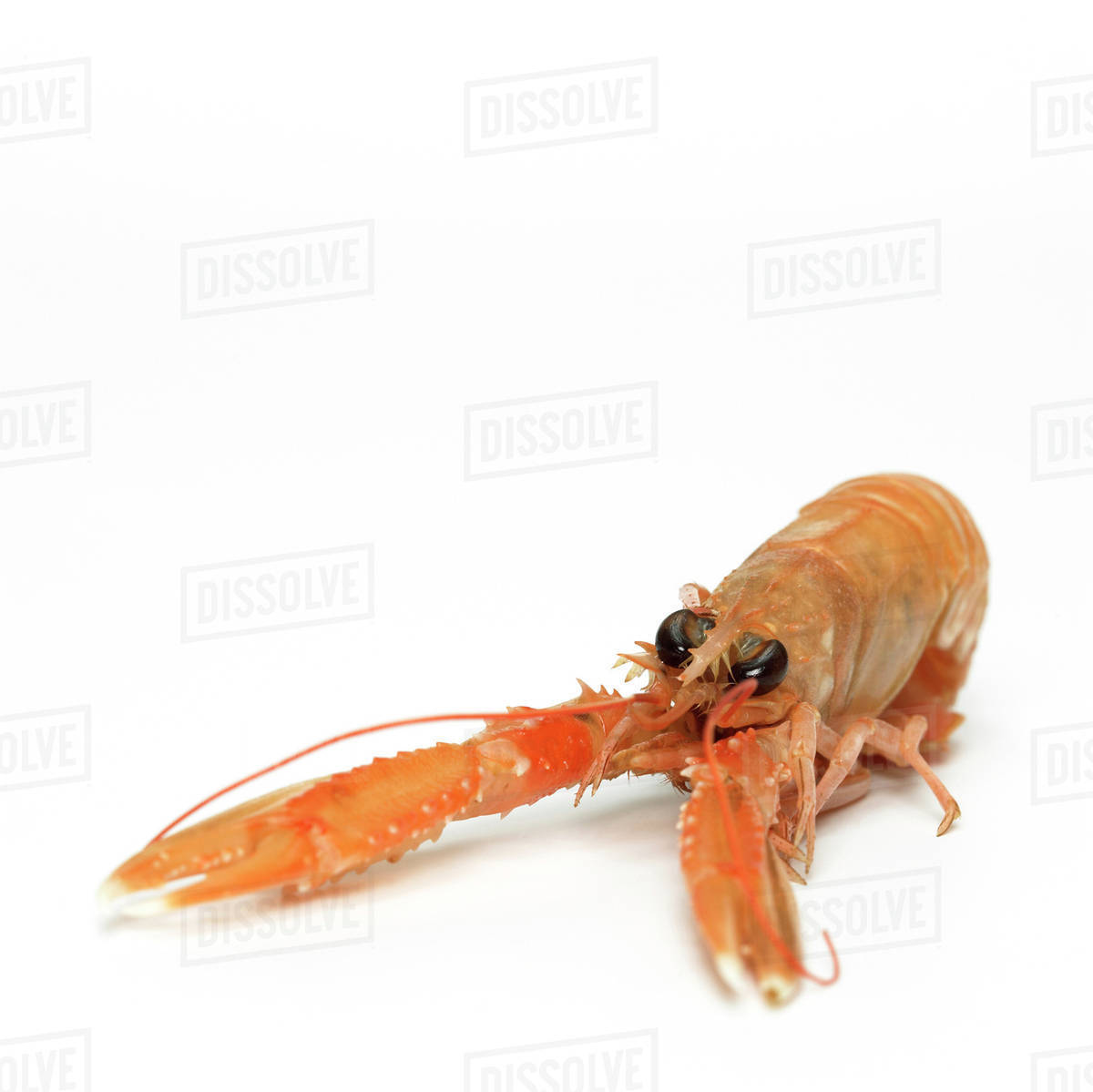 Prawn, close-up - Stock Photo - Dissolve