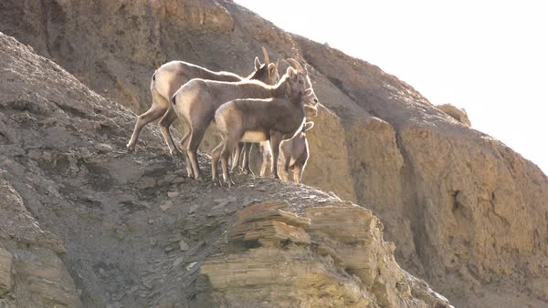 Rocky Mountain Bighorn Sheep standing on edge of cliff - Stock Video ...