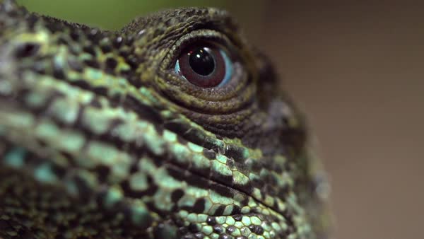 Macro view of lizards face viewing the scales and eye. - Stock Video ...