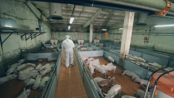 Pig farm premises with a male worker, veterinarian walking along it ...