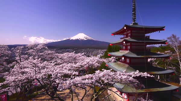 Mount Fuji and blooming cherry blossoms, Yamanashi Prefecture, Japan ...