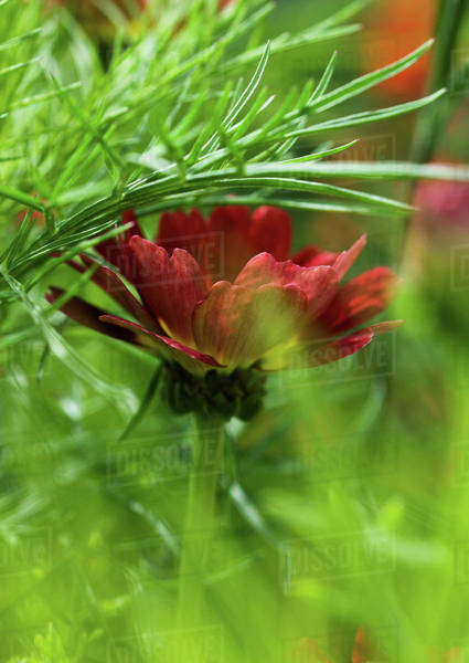 Red flower - Stock Photo - Dissolve