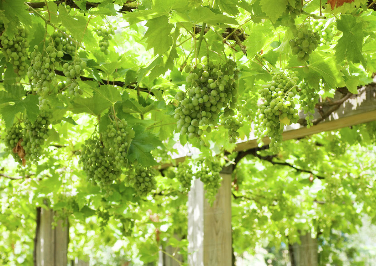 Grapes growing on grapevines - Royalty-free Stock Photo | Dissolve