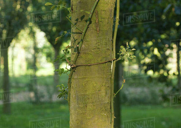 Vine growing up side of tree trunk - Royalty-free Stock Photo | Dissolve