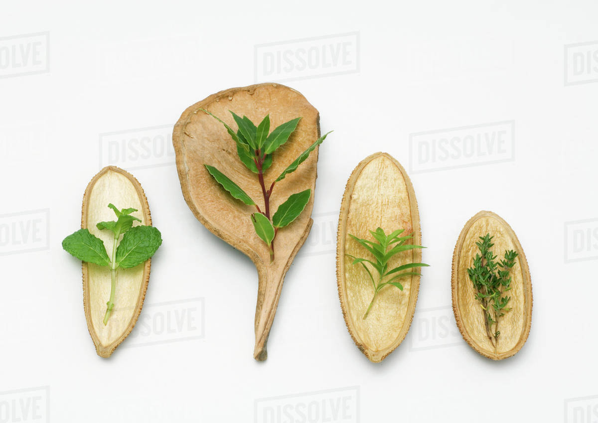 Variety of herbs on an assortment of dried husks - Royalty-free Stock ...