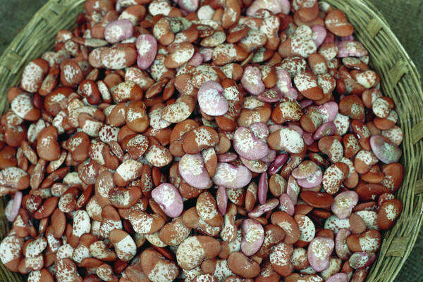 Dried beans - Royalty-free Stock Photo | Dissolve