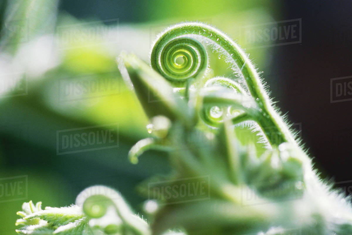 Tendrils in vegetable garden, extreme close-up - Royalty-free Stock ...